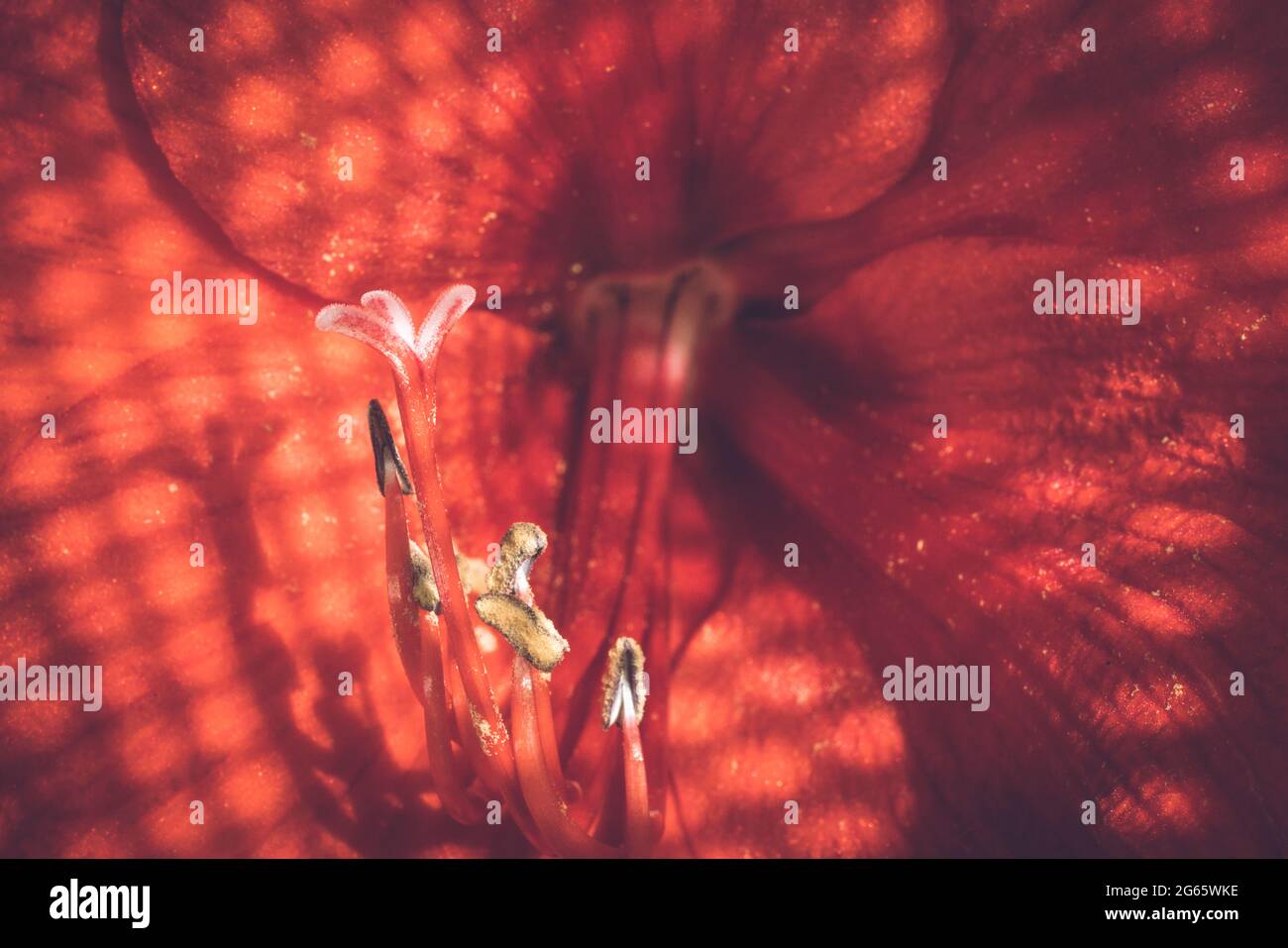 Red Macro Close Up Flower Photo with Creative Lighting Stock Photo - Alamy