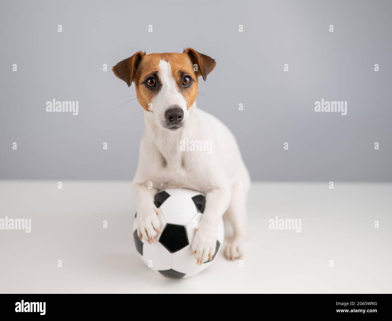 Jack russell terrier dog with soccer ball on white background Stock ...