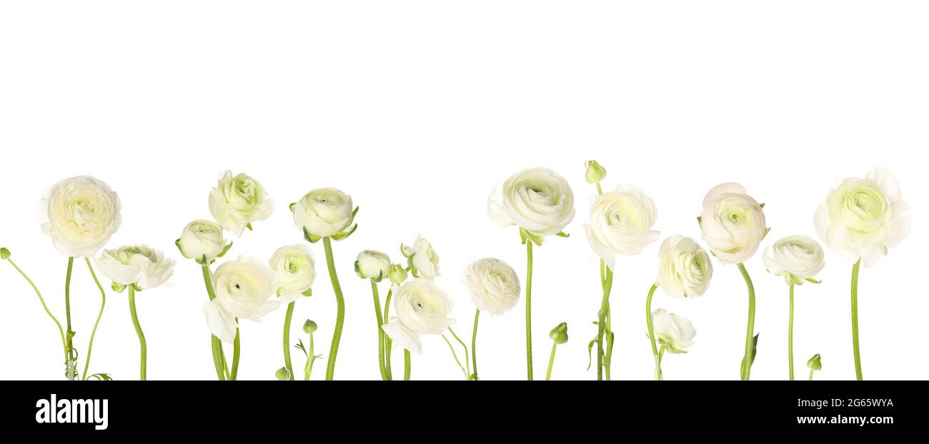 Beautiful ranunculus flowers on white background Stock Photo - Alamy