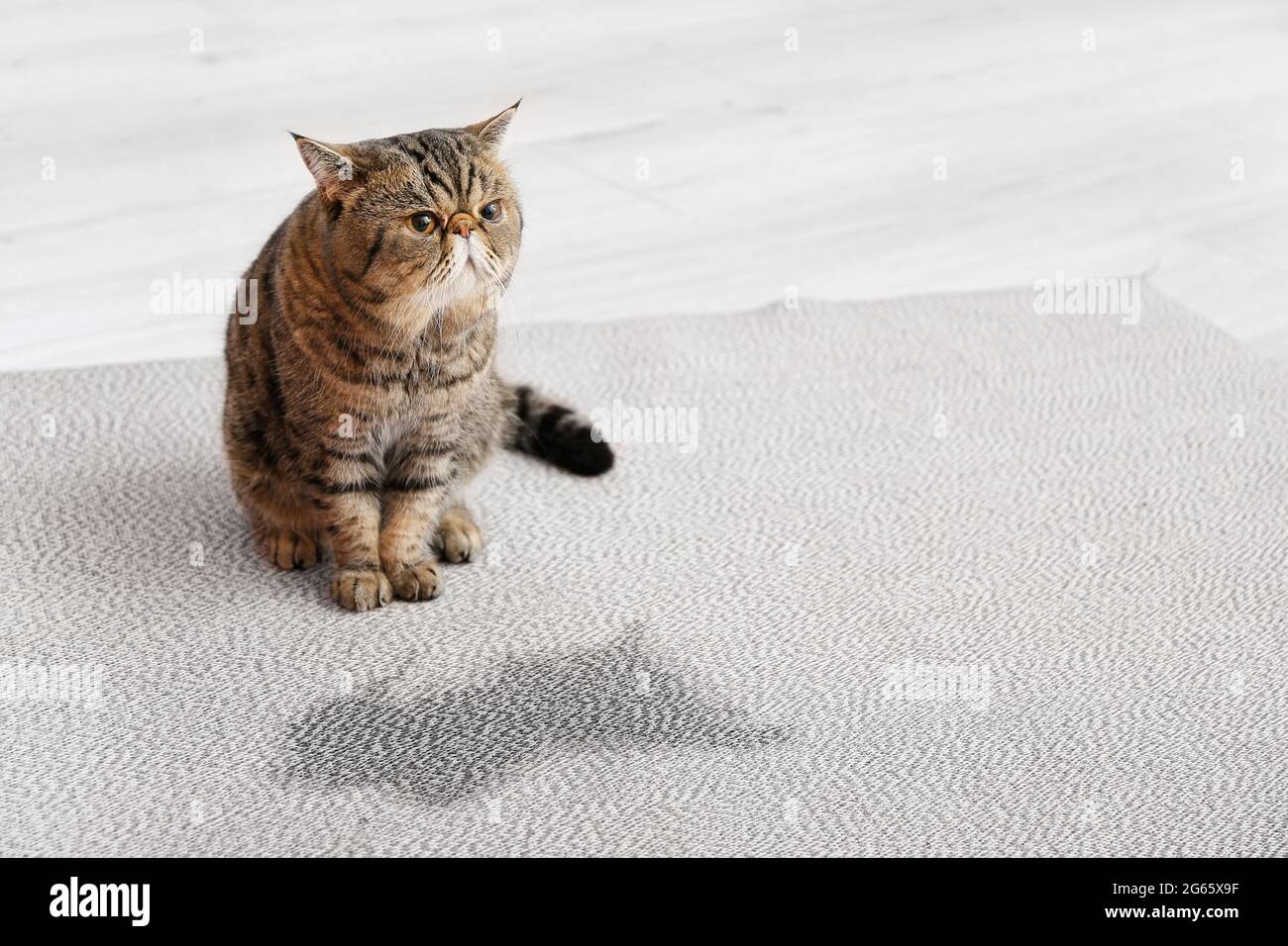 Cute cat near wet spot on carpet Stock Photo - Alamy