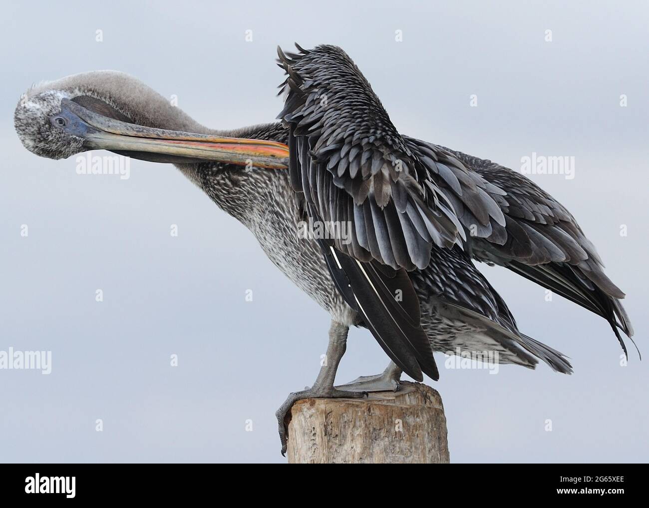 A Galápagos Brown Pelican (Pelecanus occidentalis urinator) stands on a ...