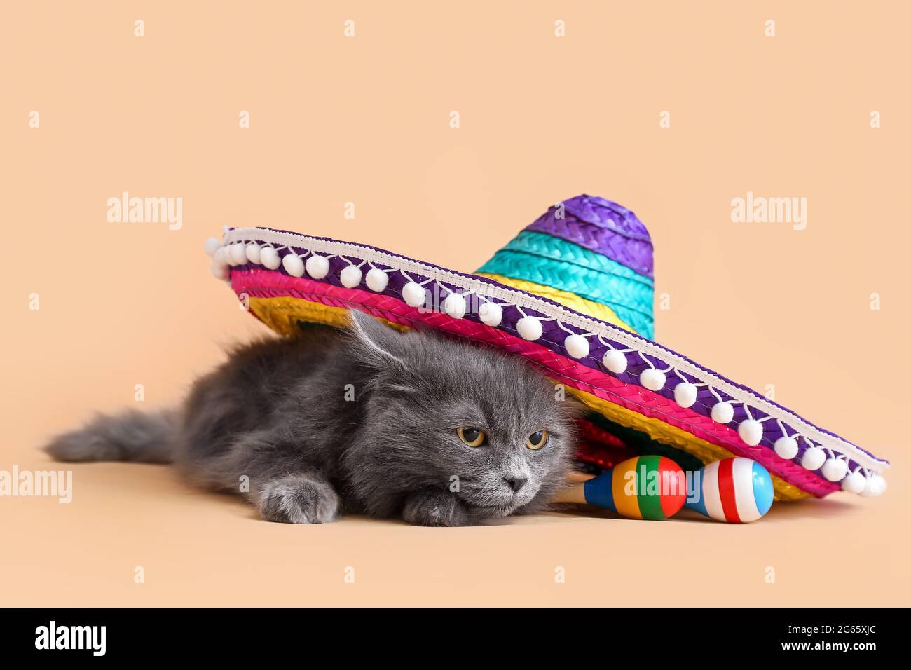 Cute cat with sombrero and maracas on color background Stock Photo - Alamy