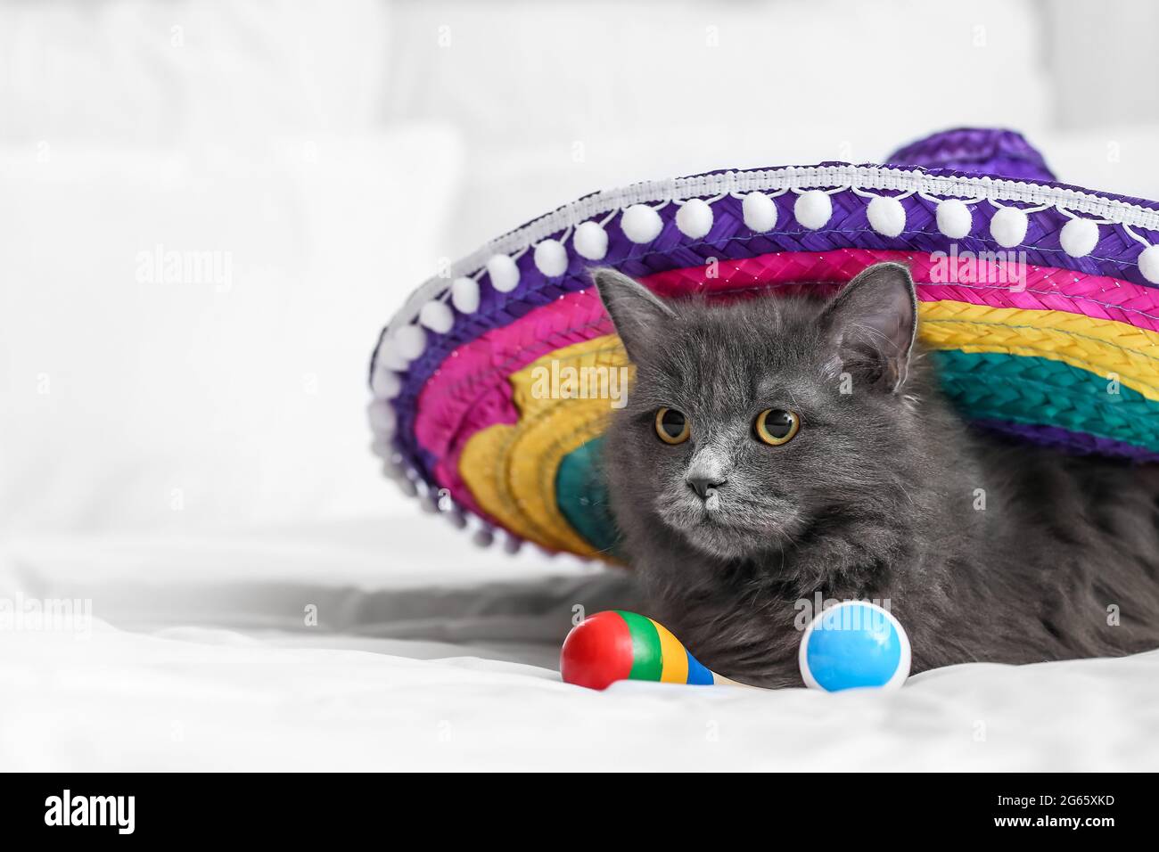 Cute cat with sombrero and maracas at home Stock Photo - Alamy