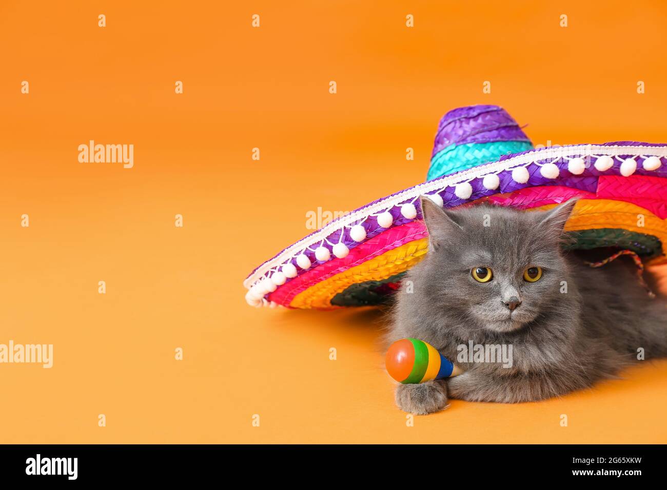 Cute cat with sombrero and maracas on color background Stock Photo - Alamy