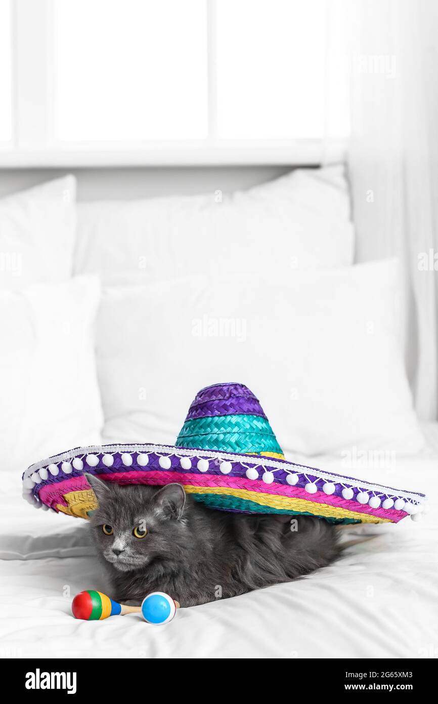 Cute cat with sombrero and maracas at home Stock Photo - Alamy