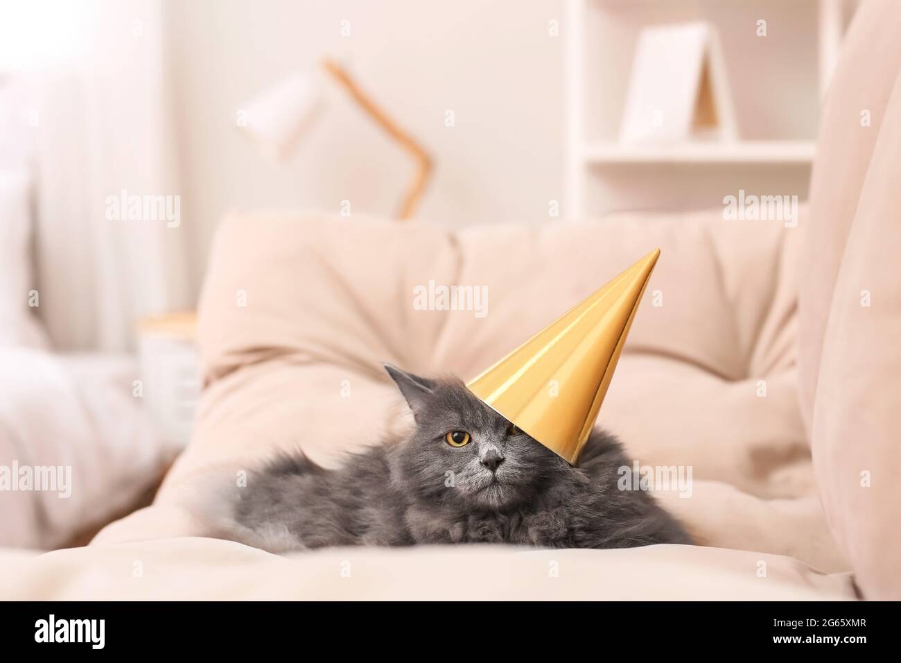 Cute cat in party hat at home Stock Photo - Alamy