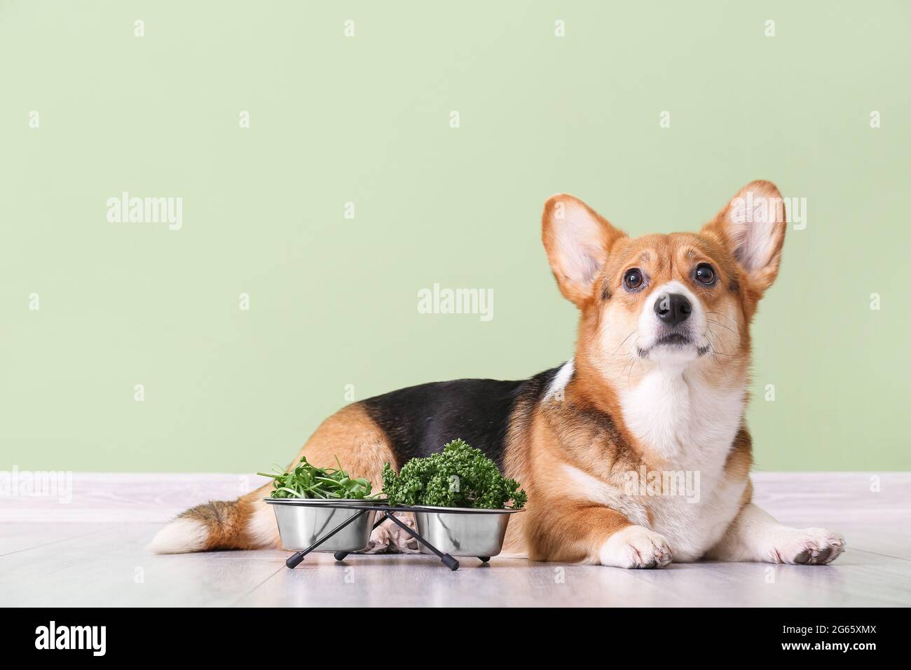 Cute Corgi dog with herbs and vegetables near color wall Stock Photo ...