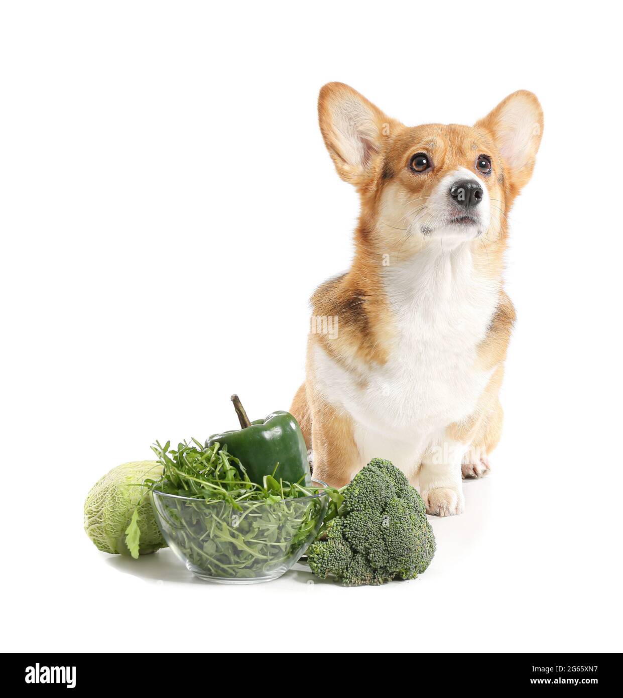 Cute Corgi dog with vegetables on white background Stock Photo - Alamy