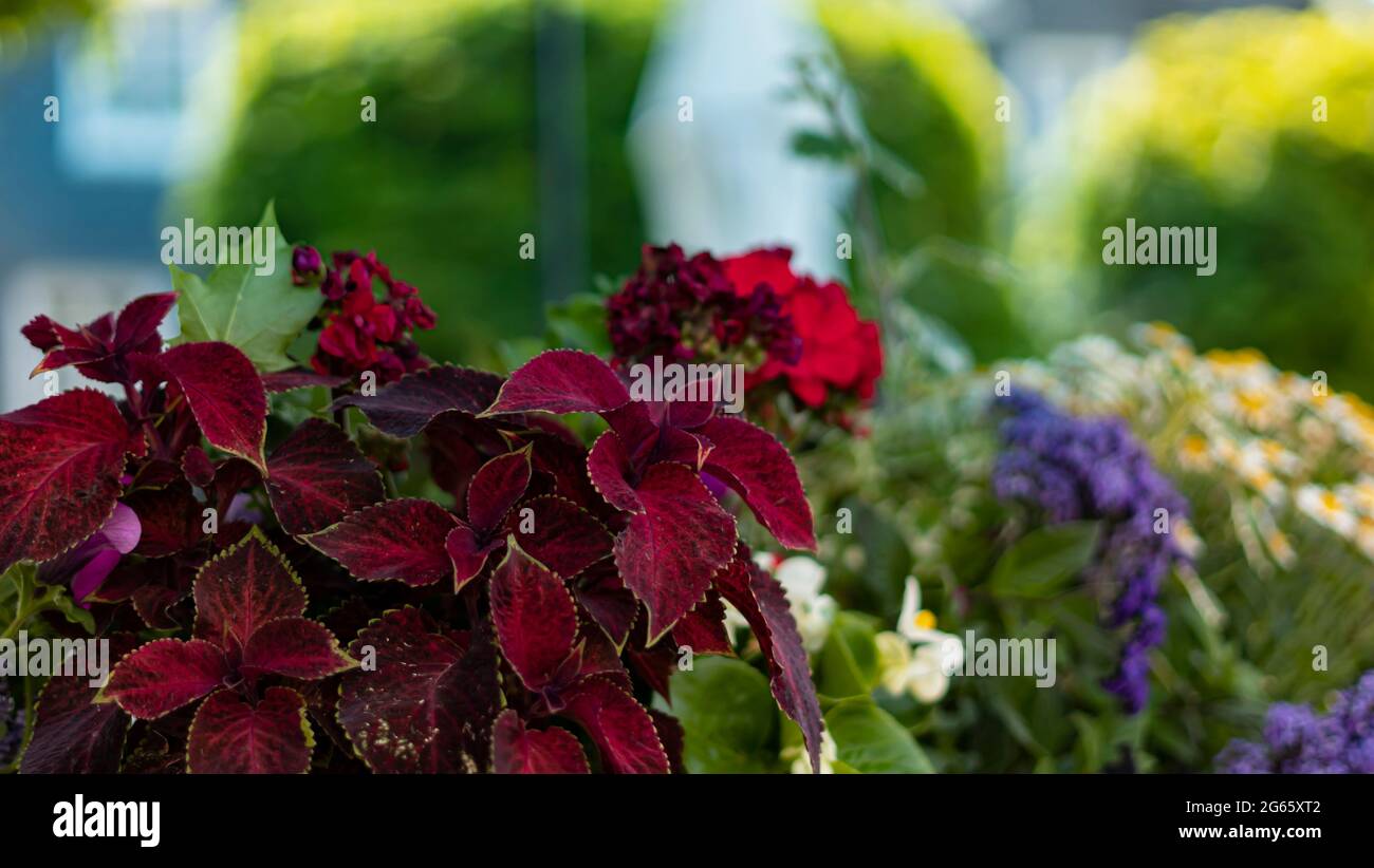 Roses Idyllic Meadow Red roses with very beautiful purple leavesراق ...