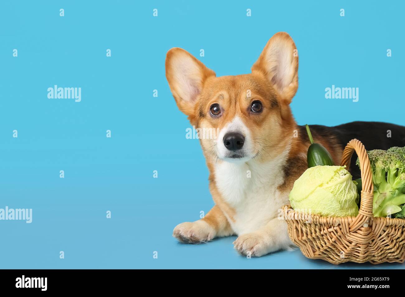 Cute Corgi dog with vegetables on color background Stock Photo - Alamy