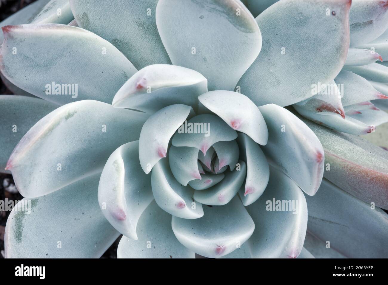 Echeveria succulent hi-res stock photography and images - Alamy