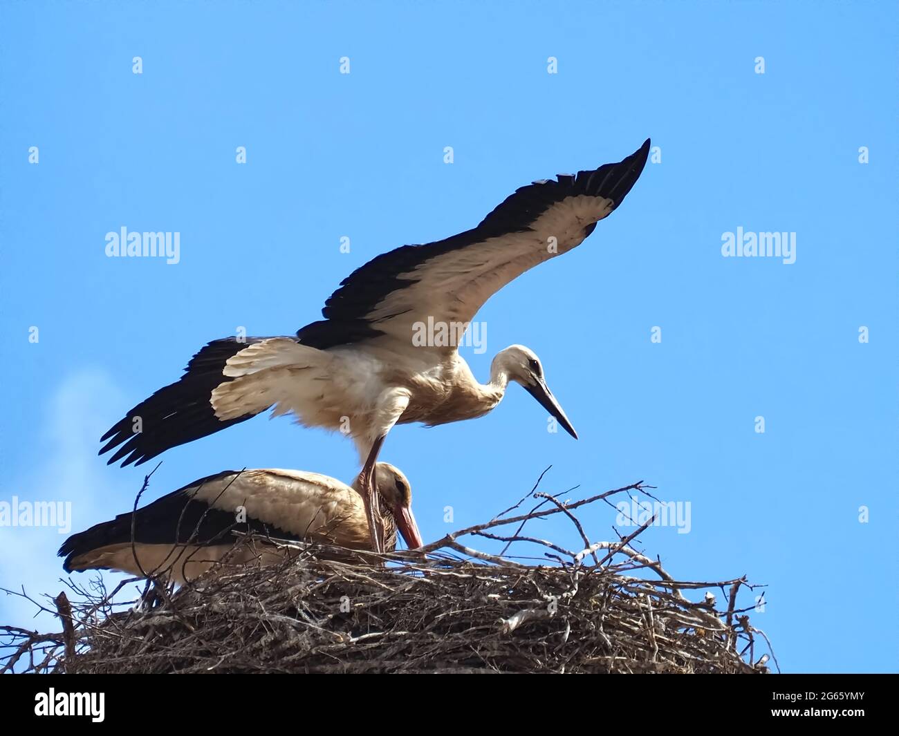 White stork family in its nest with blue sky Stock Photo - Alamy