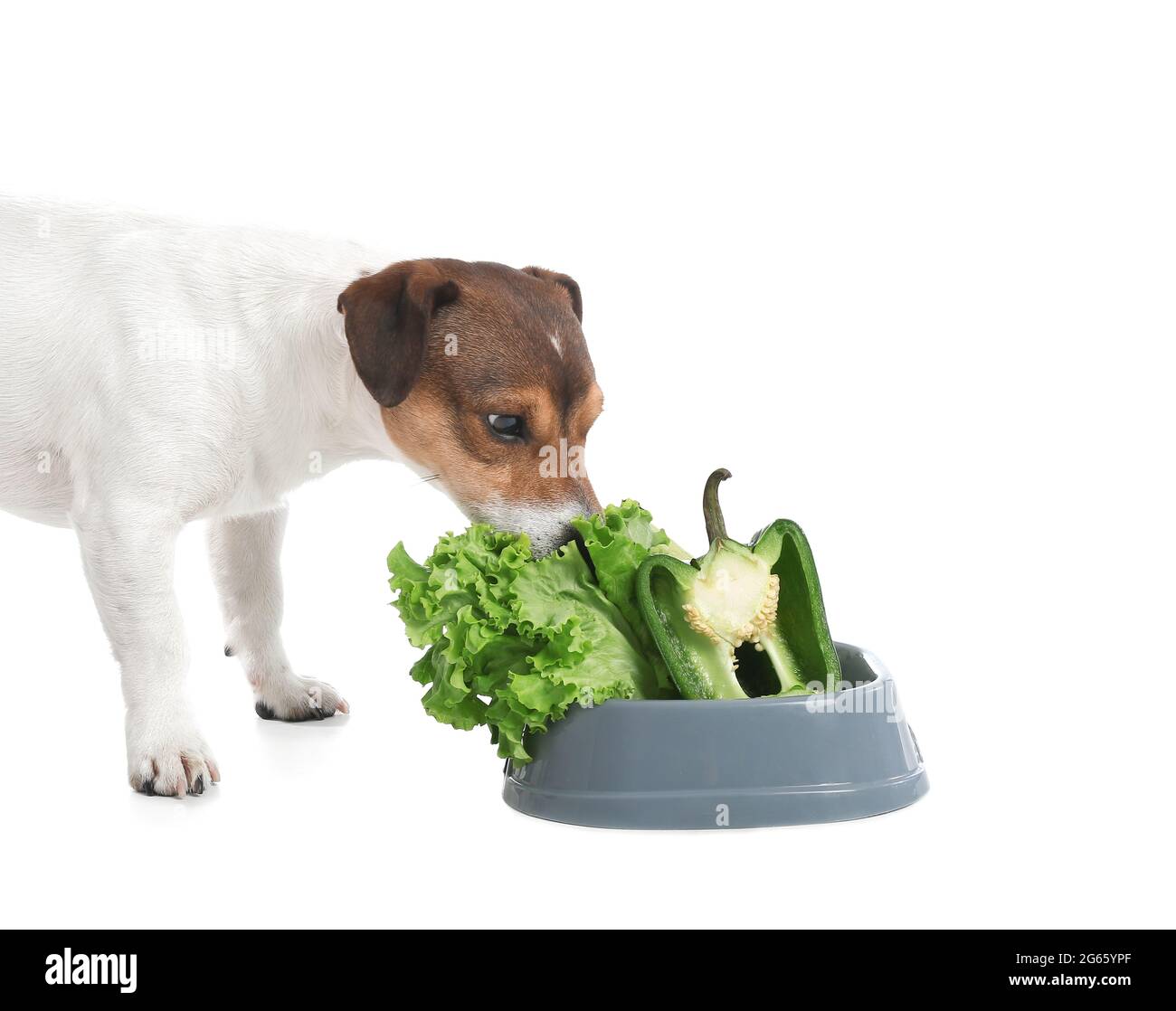 Cute dog eating vegetables from bowl on white background Stock Photo ...