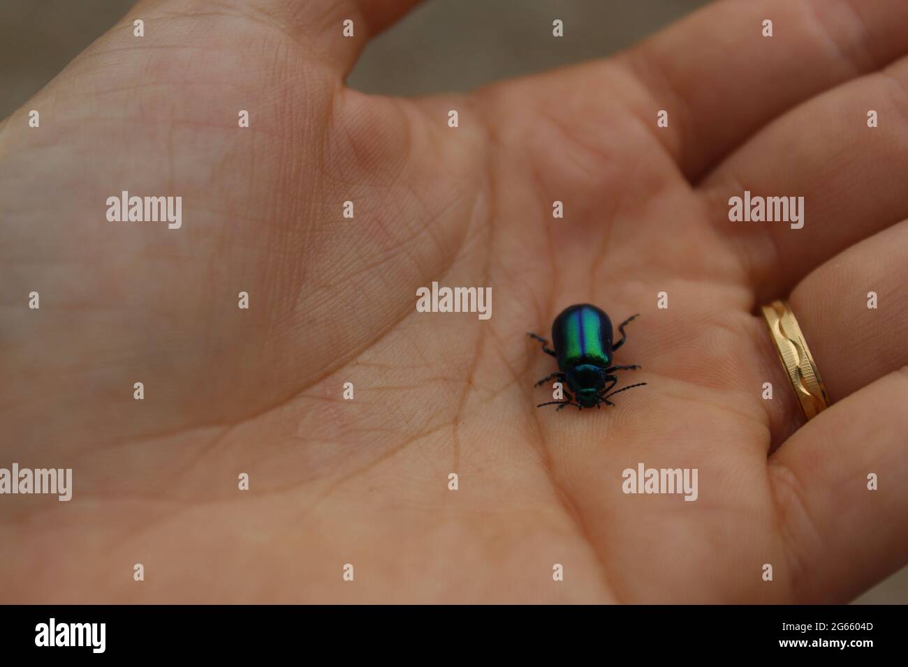 A hand holding a bug Stock Photo - Alamy