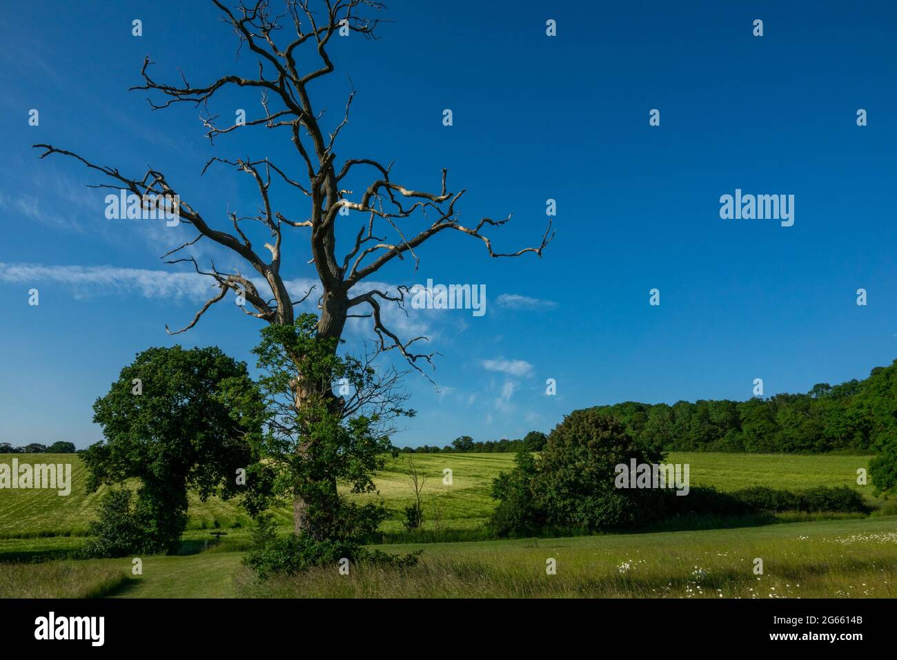 Stag head hi-res stock photography and images - Alamy