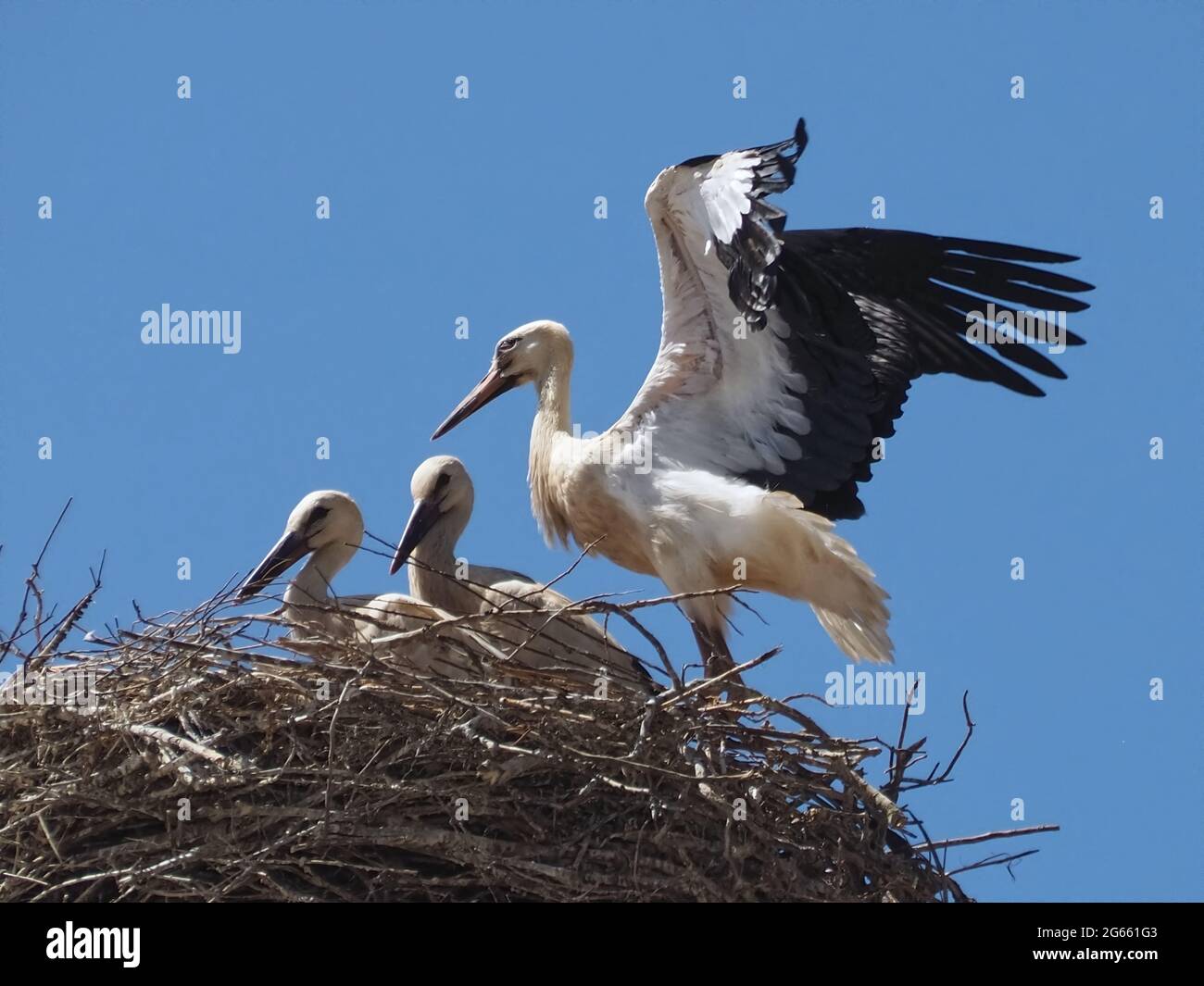 White stork family in its nest with blue sky Stock Photo - Alamy