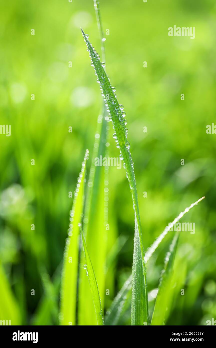 Wet green grass growing in spring park Stock Photo - Alamy