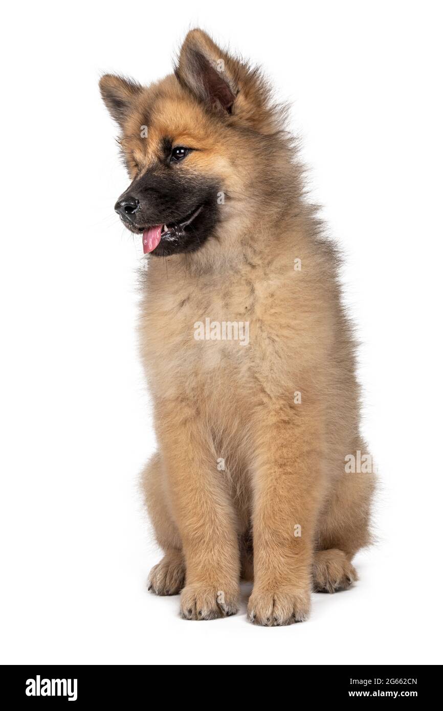 Three month old male Eurasier puppy photographed sitting in studio ...