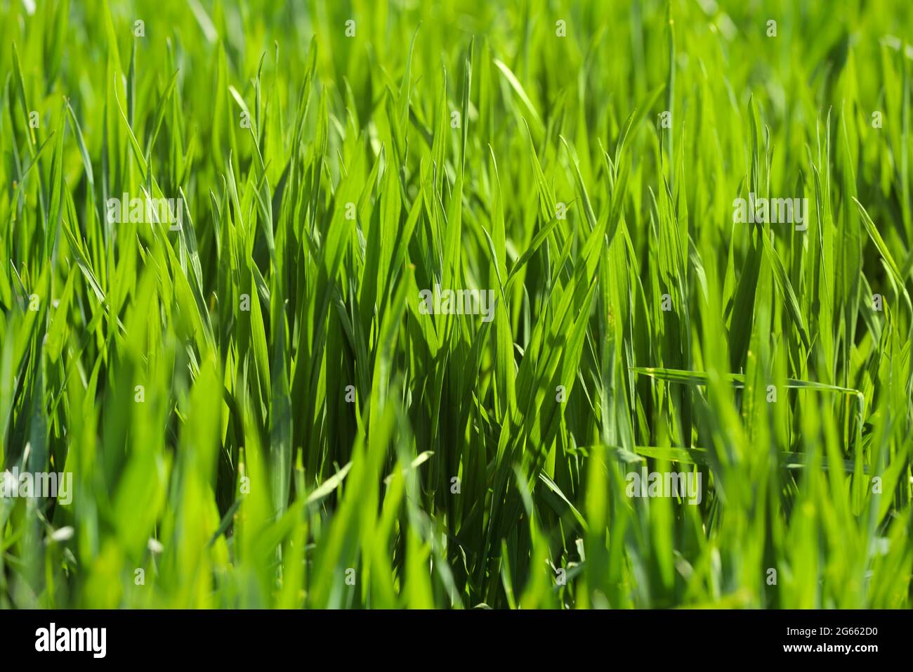 Green green grass on spring day Stock Photo - Alamy