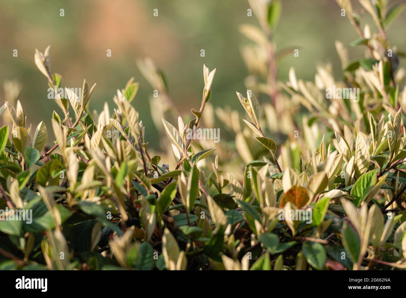 Garden hedge top. May, 2020 Stock Photo - Alamy