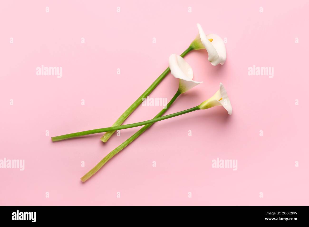 Calla lilies flat hi-res stock photography and images - Alamy