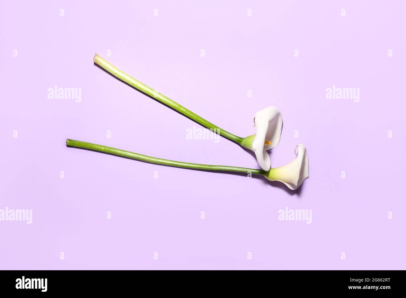 Calla lilies flat hi-res stock photography and images - Alamy