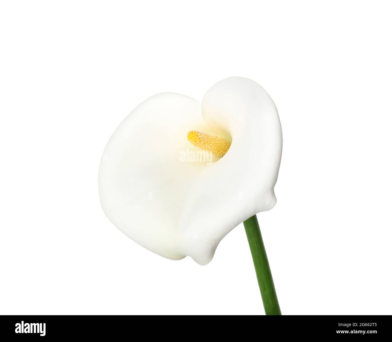 Beautiful calla lily on white background Stock Photo - Alamy