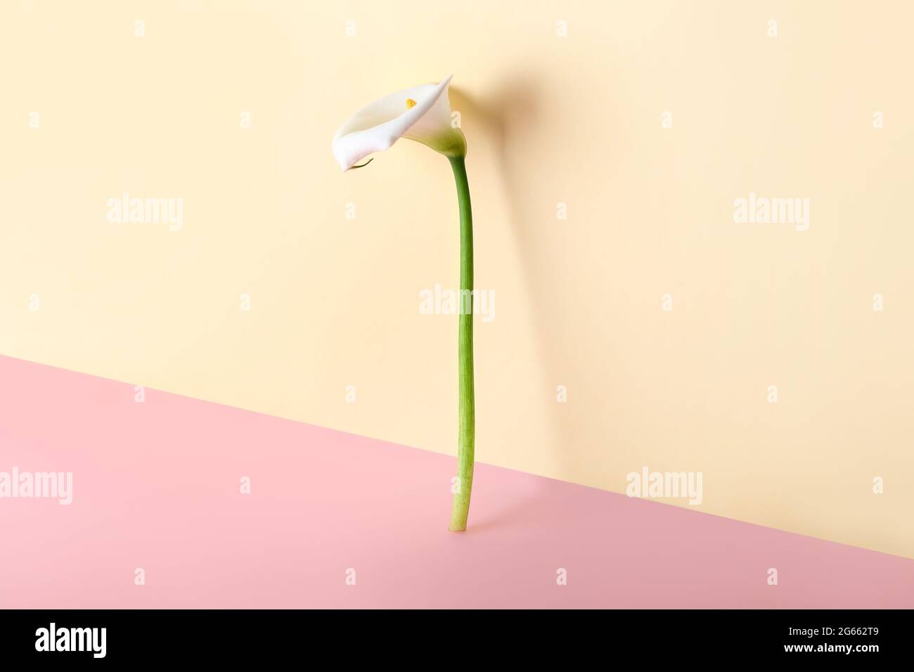 Beautiful calla lily on color background Stock Photo - Alamy