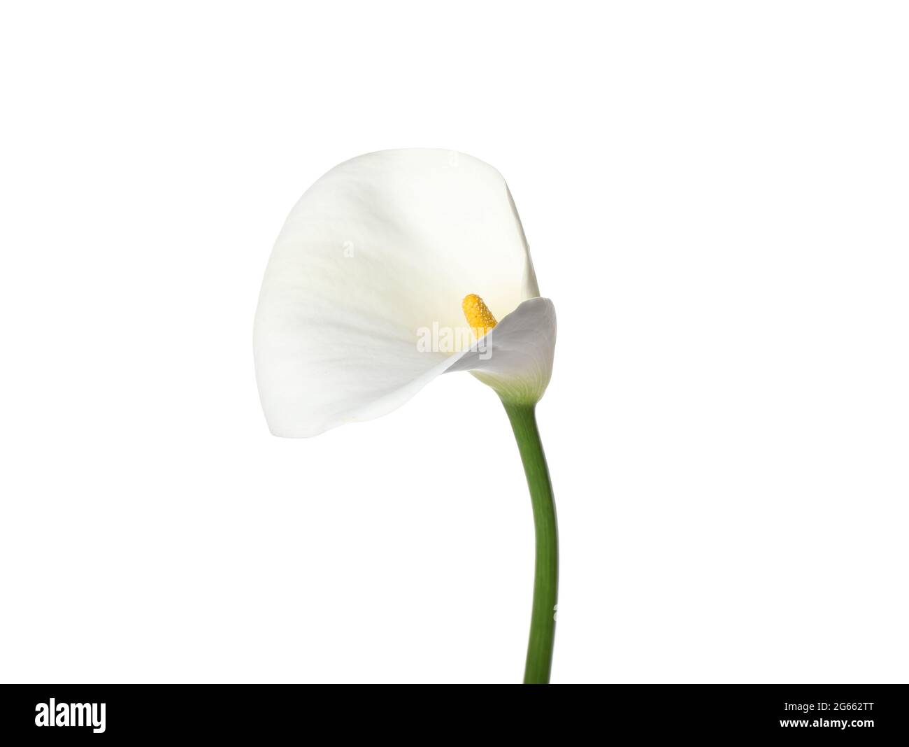 Beautiful calla lily on white background Stock Photo - Alamy