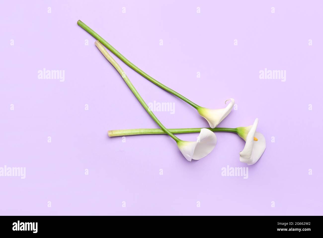 Calla lilies flat hi-res stock photography and images - Alamy