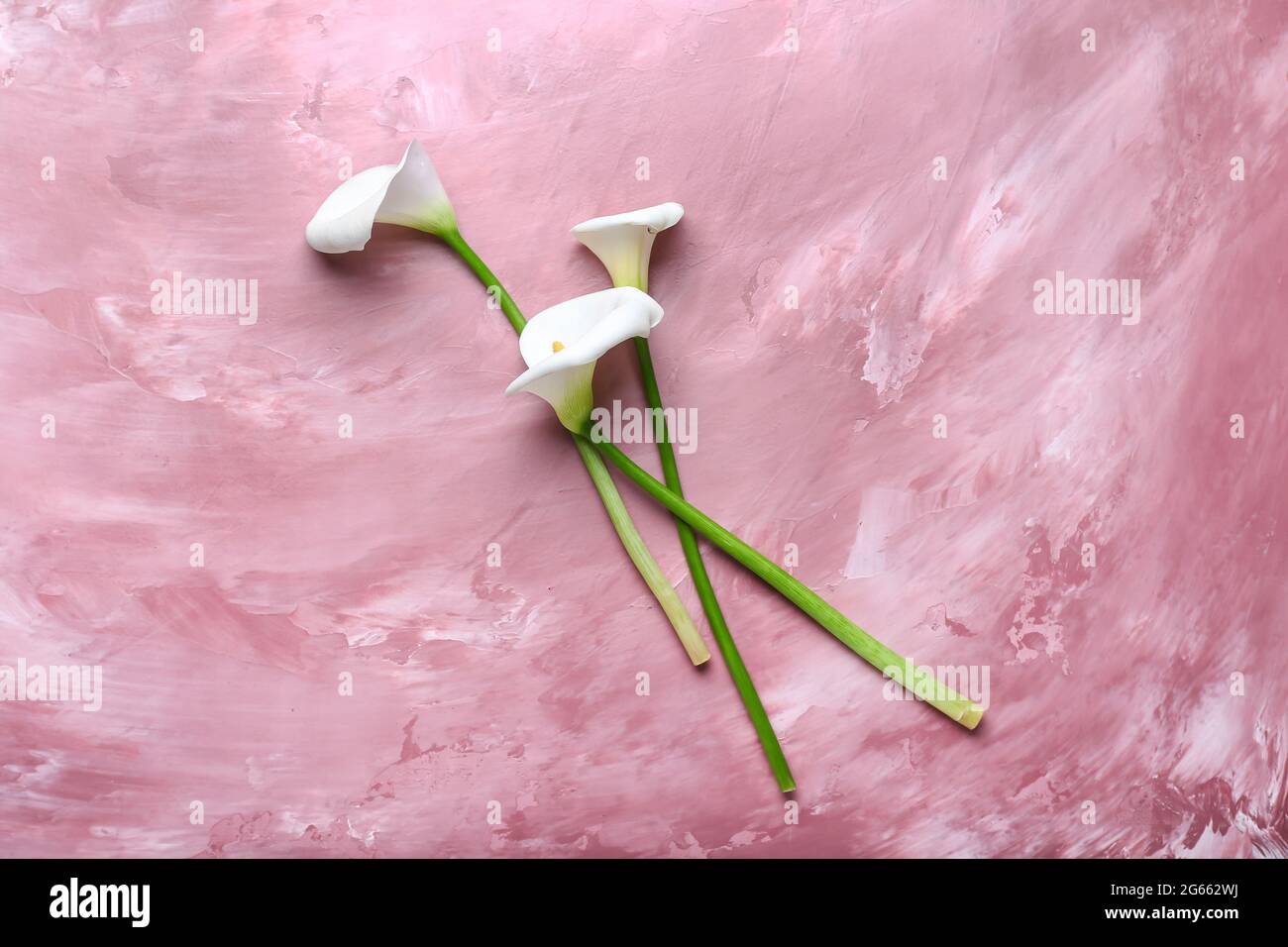 Calla lilies flat hi-res stock photography and images - Alamy