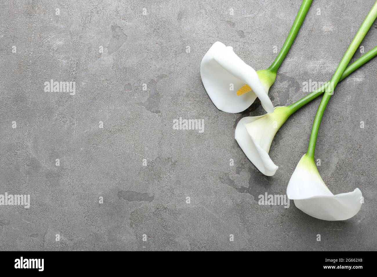 Calla lilies flat hi-res stock photography and images - Alamy