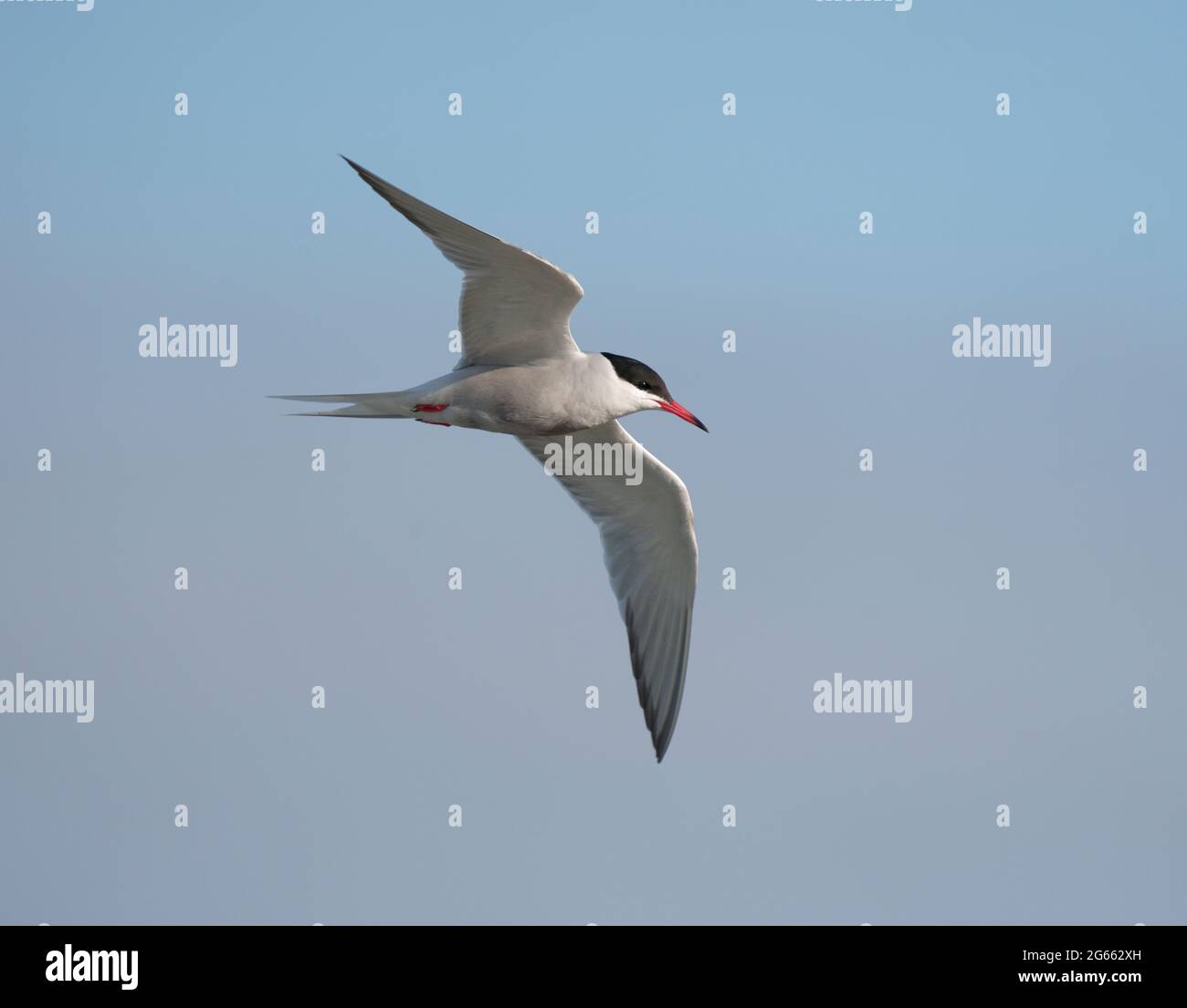 Common tern, Sterna hirundo, single bird in flight, Wales, June 2021 ...