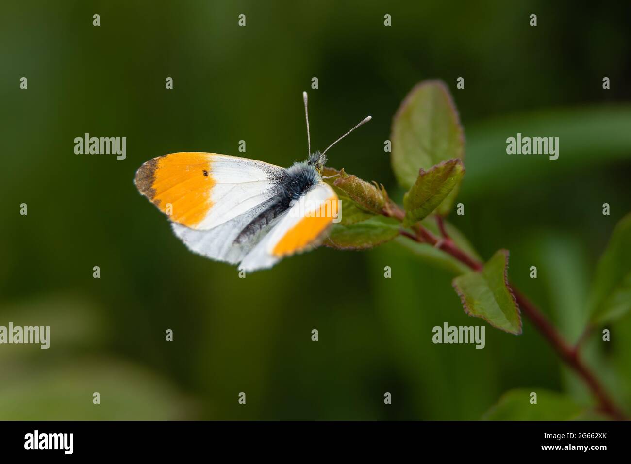 Male Orange-tip butterfly, upperwings i. May, 2020 Stock Photo - Alamy