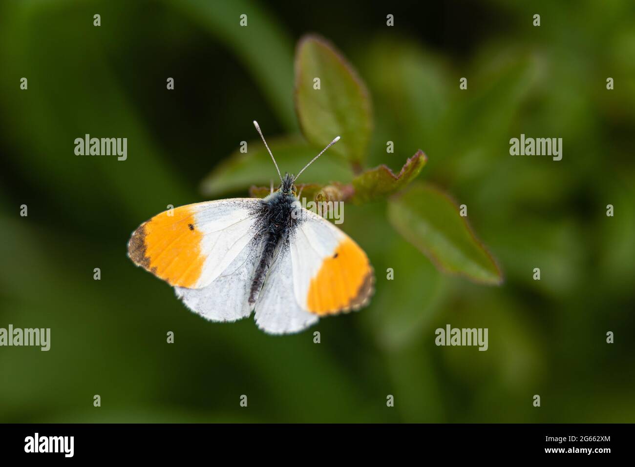 Upperwings hi-res stock photography and images - Alamy