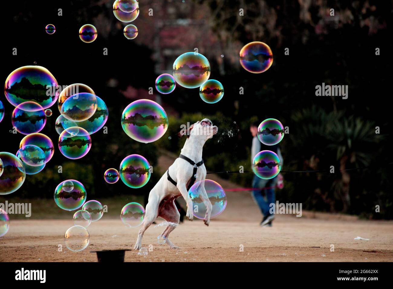 Barcelona dog park hi-res stock photography and images - Alamy