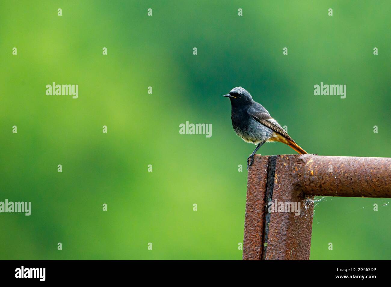 a common redstart in the wild Stock Photo - Alamy