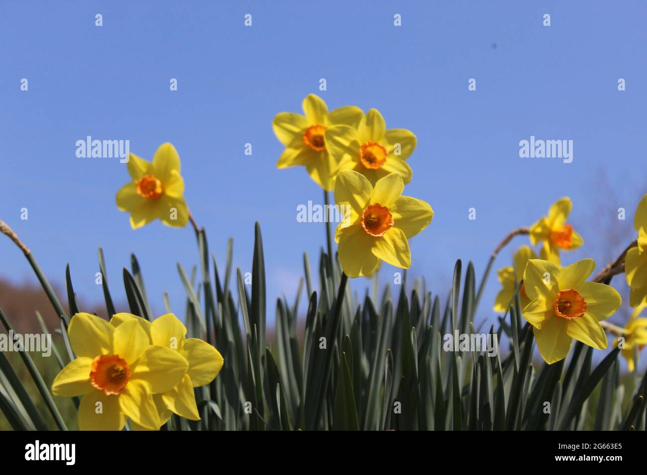 A vase of flowers on a table Stock Photo - Alamy