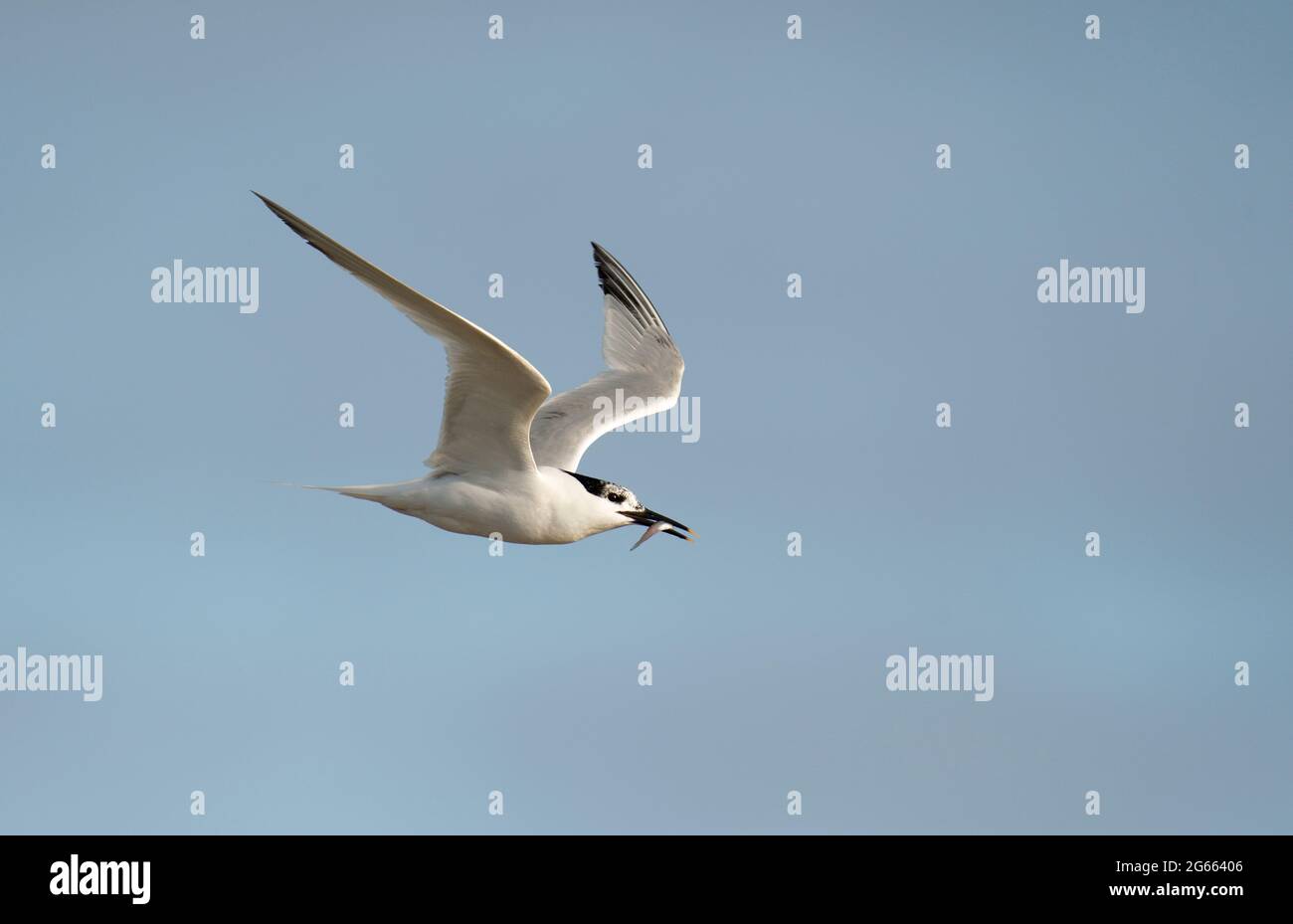 Sandwich tern, Sterna sandvicensis, single bird in flight, Wales, June ...
