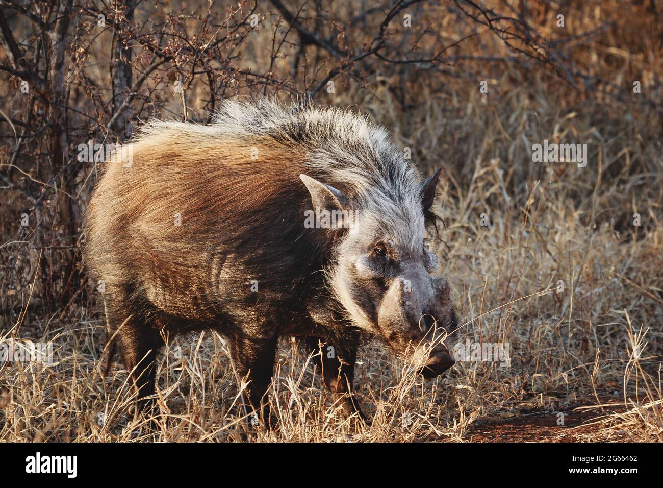 Animals in the wild - African bushpig in the Kruger National Park ...