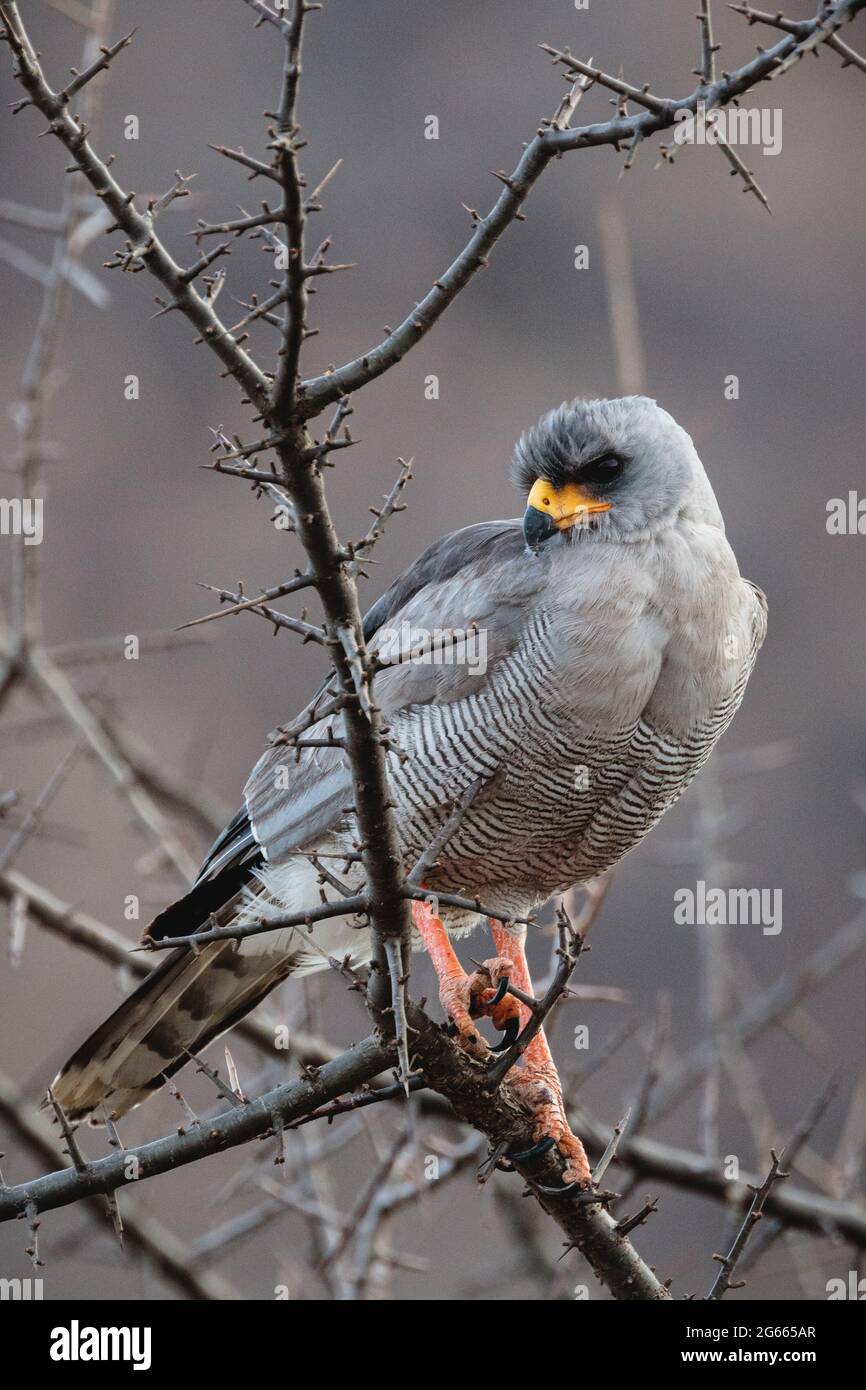 Eastern Chanting-Goshawk (Melierax poliopterus) - Samburu National ...