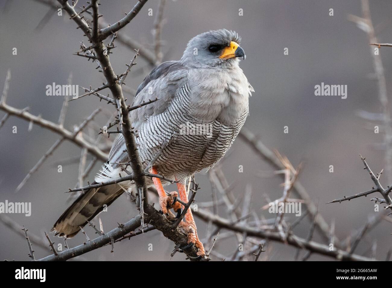 Eastern Chanting-Goshawk (Melierax poliopterus) - Samburu National ...