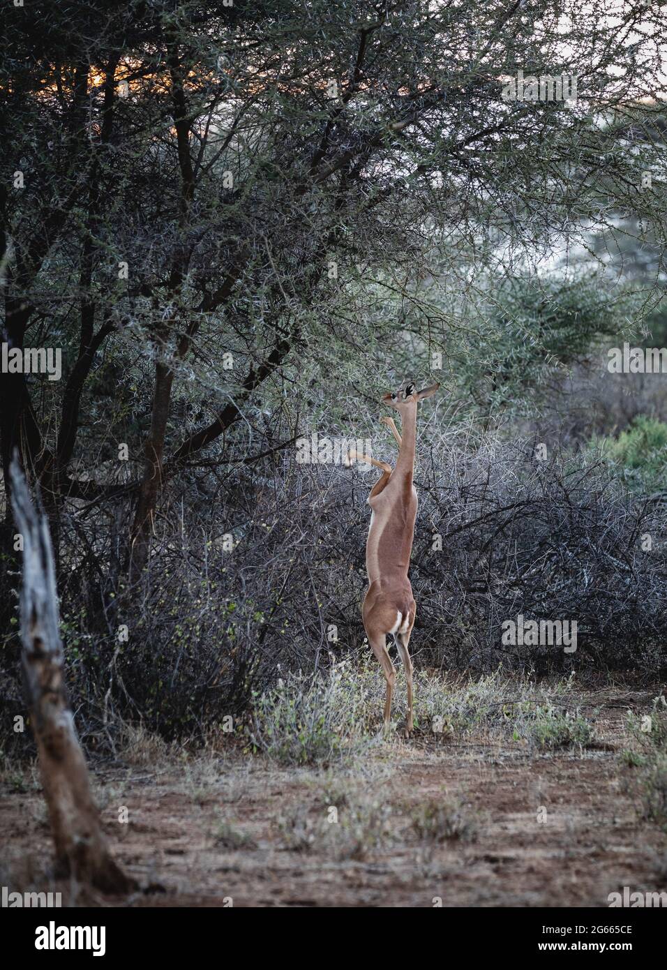 Animals in the wild - Gerenuk antelope in Samburu National Reserve ...