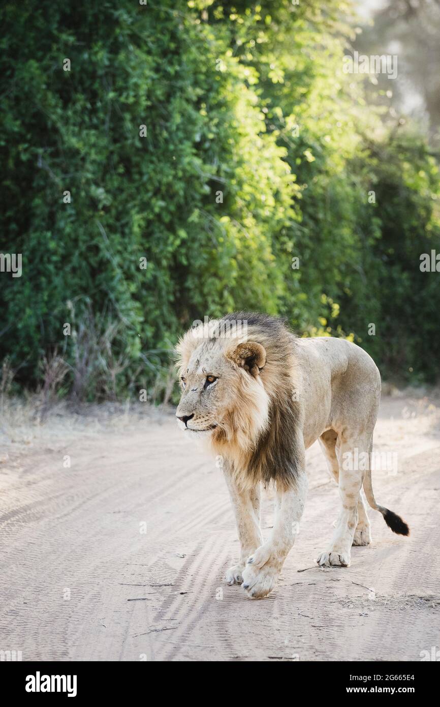 Animals in the wild - Lion in Samburu National Reserve, North Kenya ...