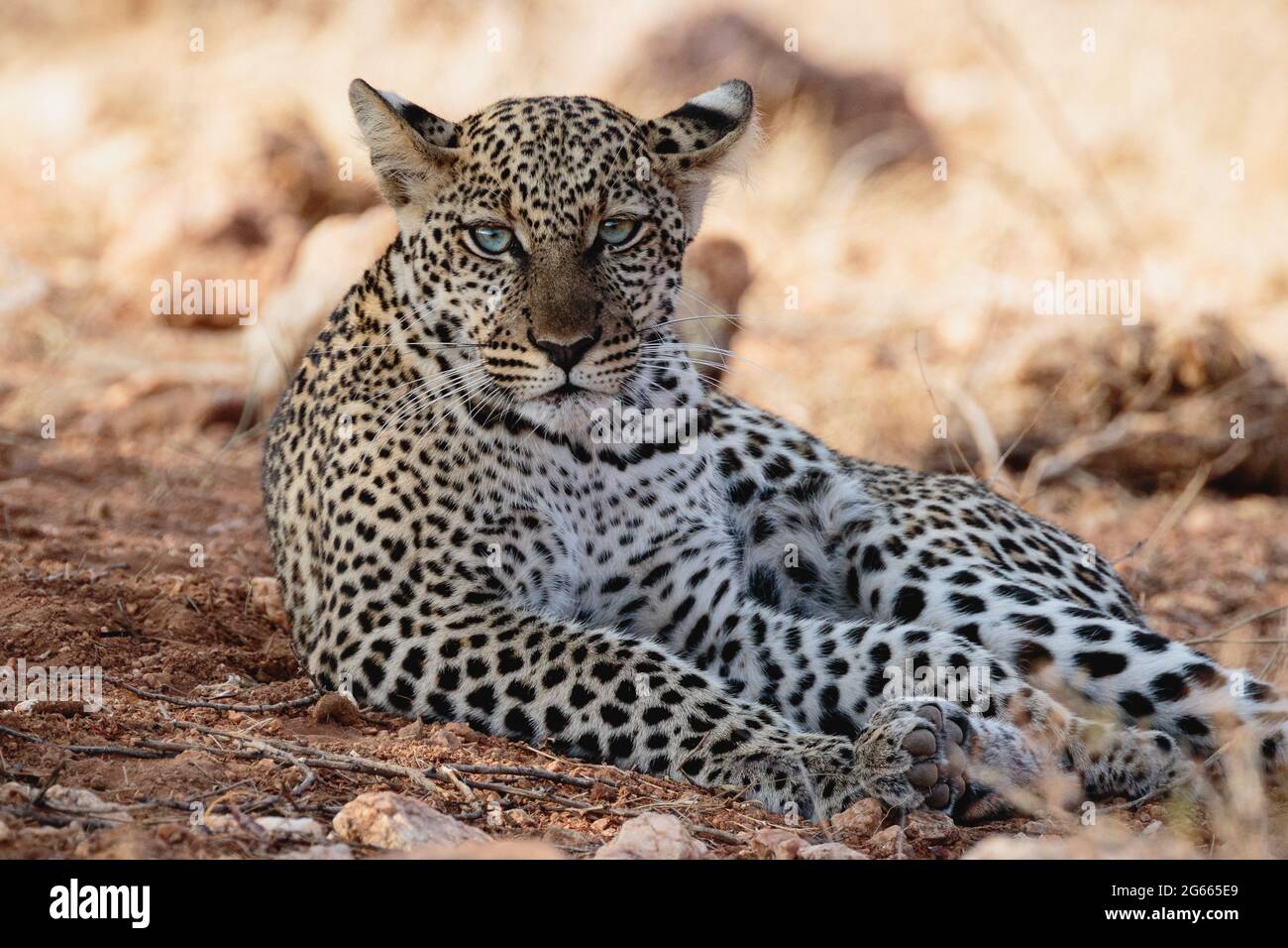 Young African leopard resting under a tree - Samburu National Reserve ...