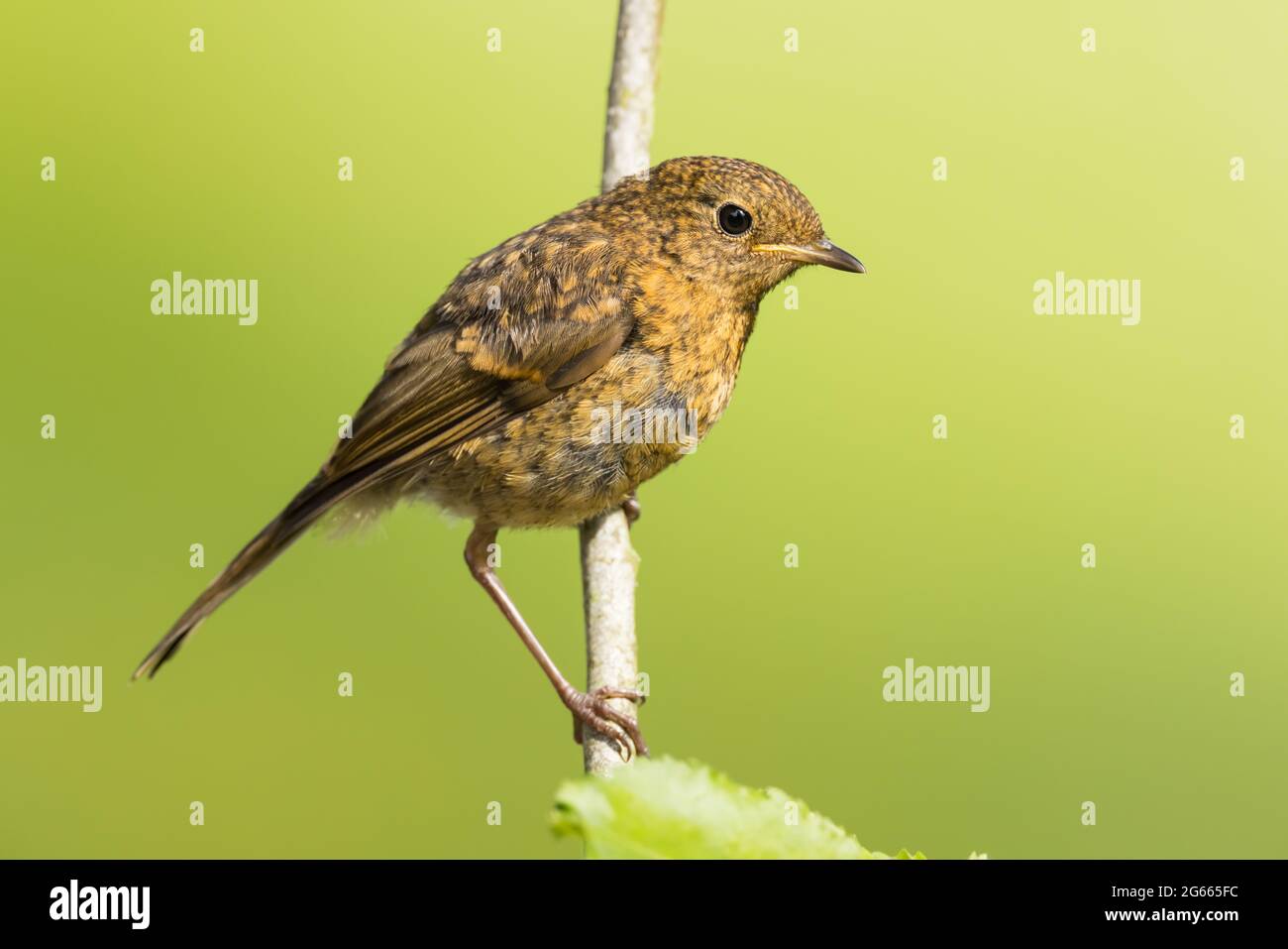 Fledgling robin hi-res stock photography and images - Alamy