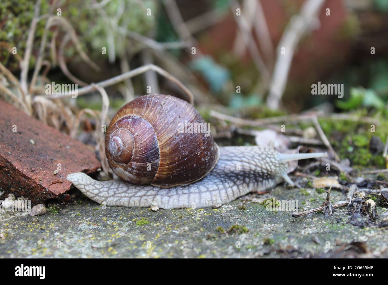 A snail sitting on a rock Stock Photo - Alamy