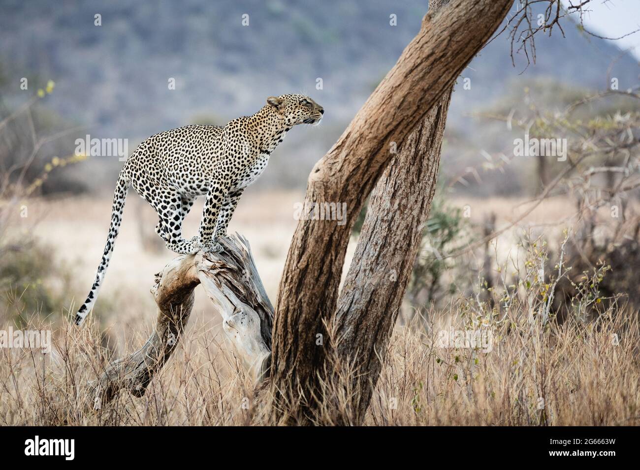 Leopard on a tree at sunset - Samburu National Reserve, North Kenya ...