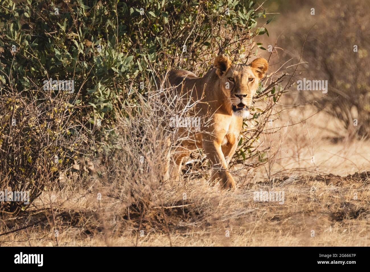 Lion and lioness in the wild hi-res stock photography and images - Alamy
