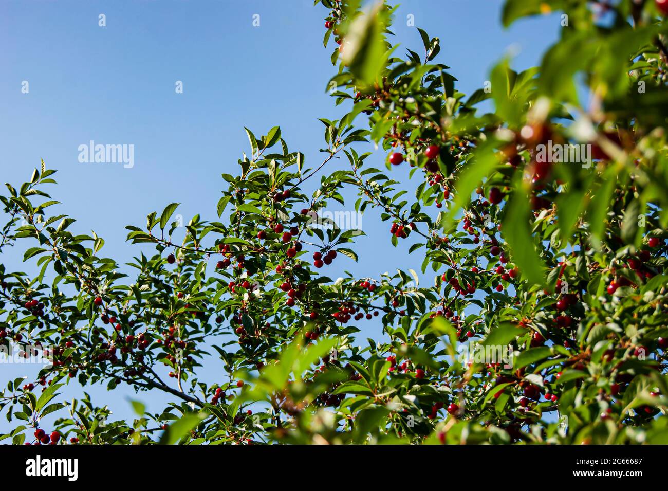 Red rich cherries on a branch. Very tasty and ripe. The variety of ...